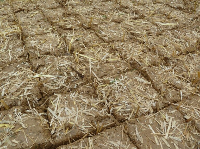 La bauge : définition et utilisations - à portée de mains